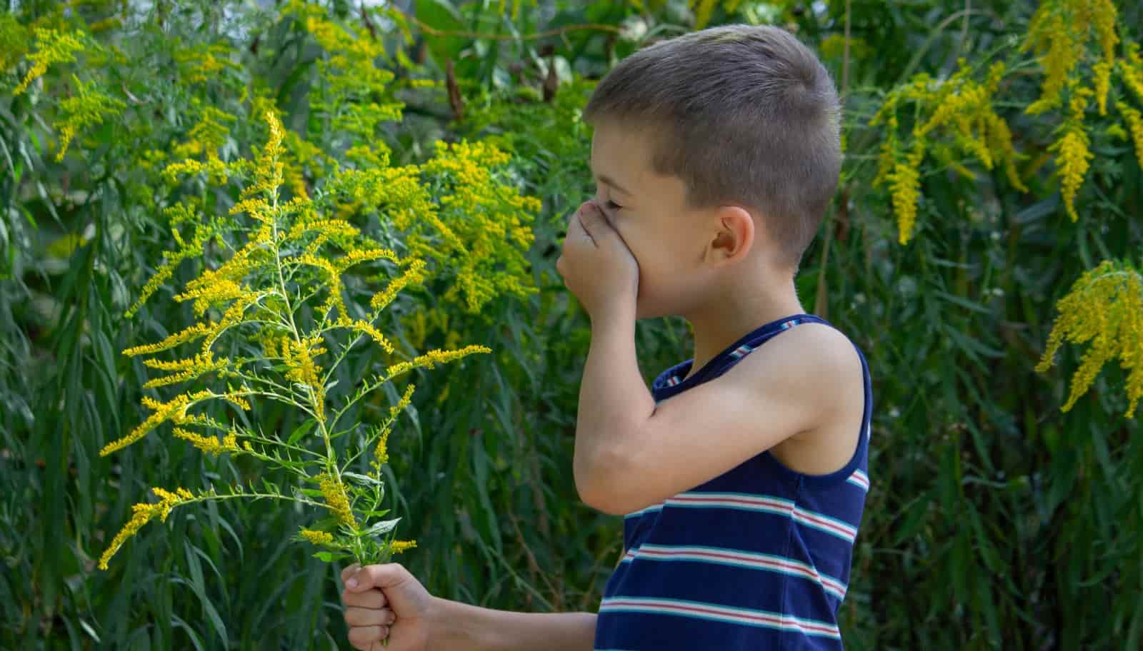 Understanding Hay Fever in Children: A Guide for Parents
